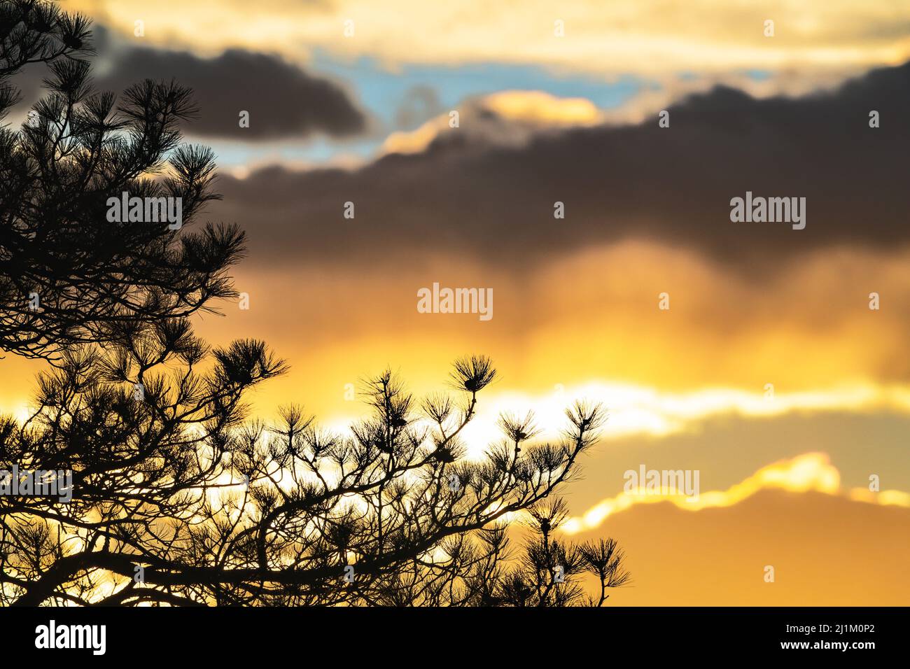 The sun sets behind a Conifer tree in the woods and the sky is filled ...