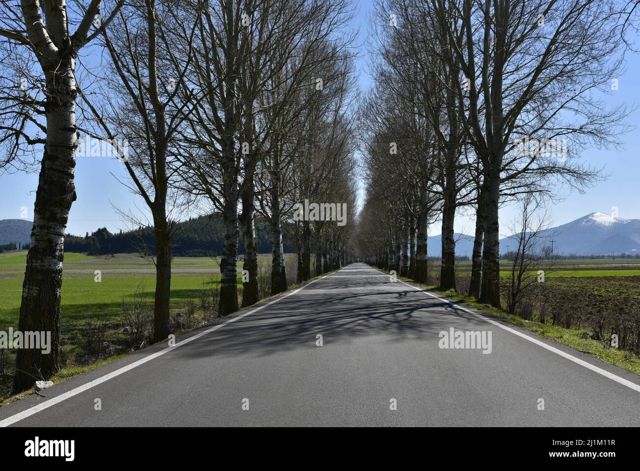 Landscape with scenic view of a provincial road with poplars in the ...