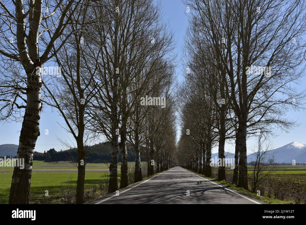 Landscape with scenic view of a provincial road with poplars in the ...