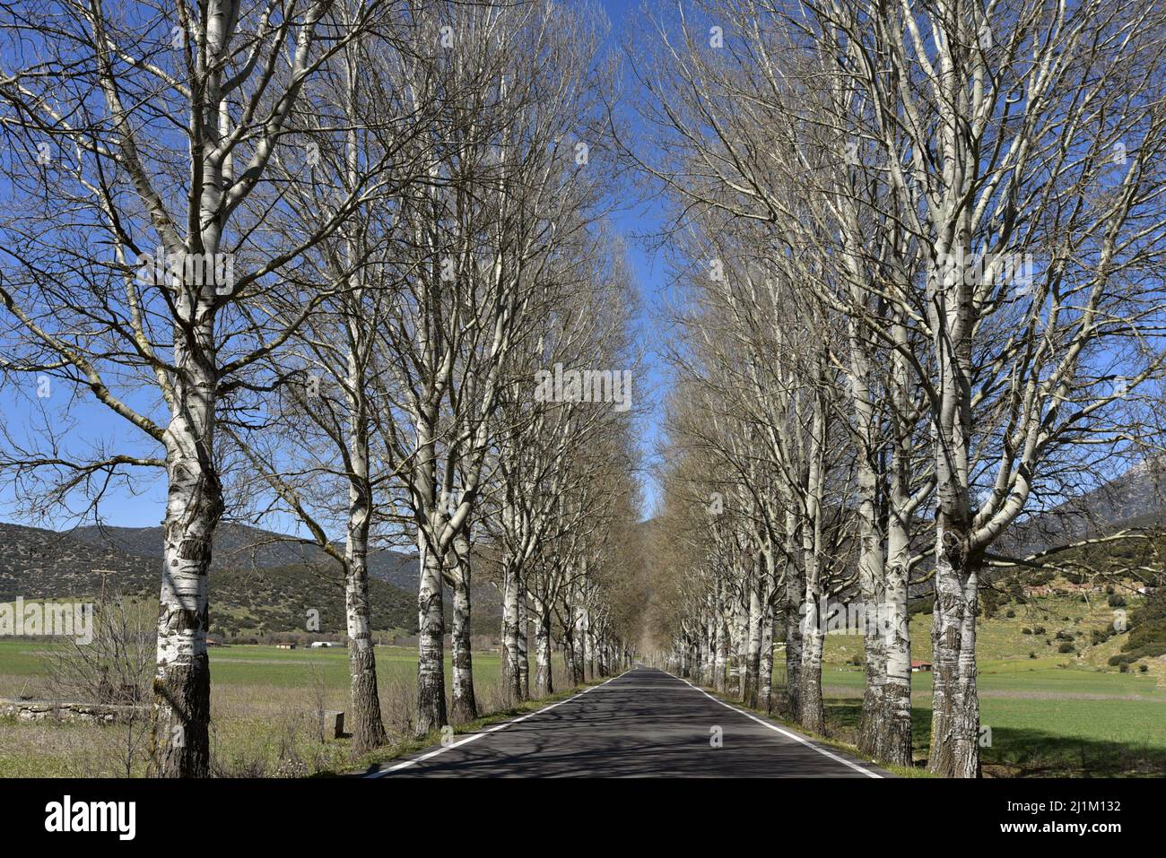 Landscape with scenic view of a provincial road with poplars in the ...