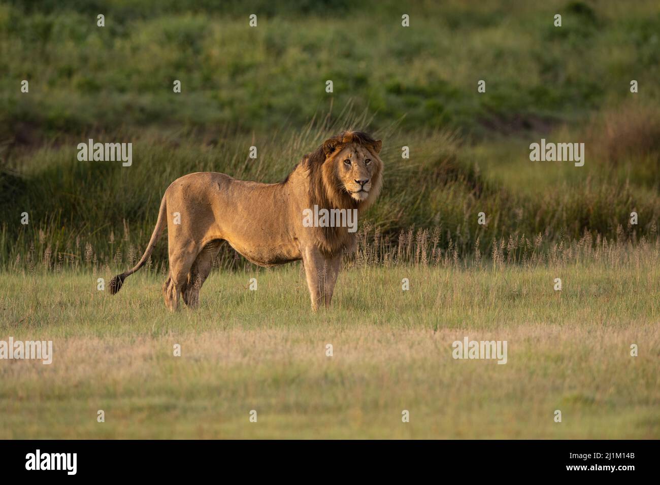 Lion of Tanzania Stock Photo - Alamy