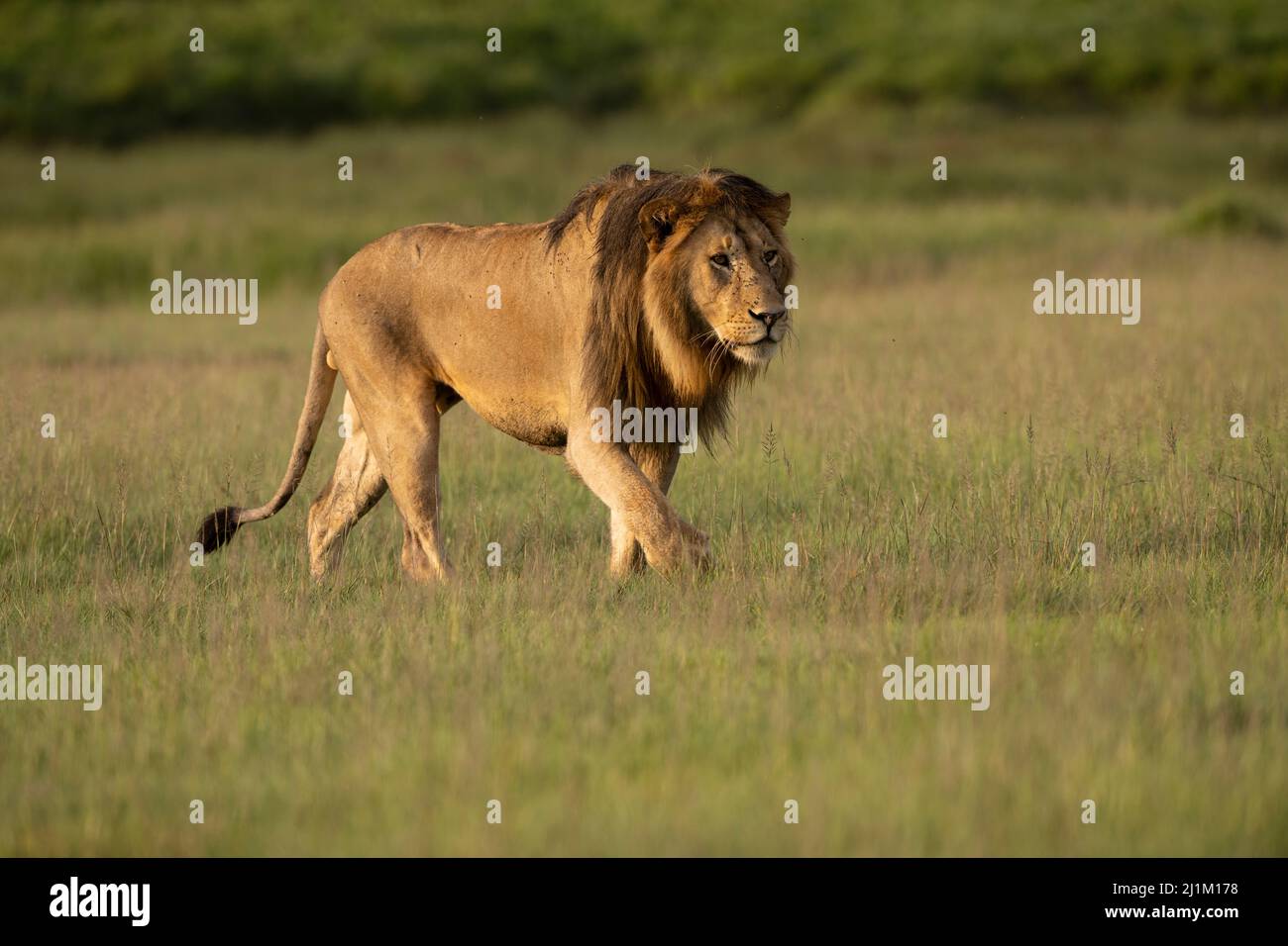Lion of Tanzania Stock Photo - Alamy