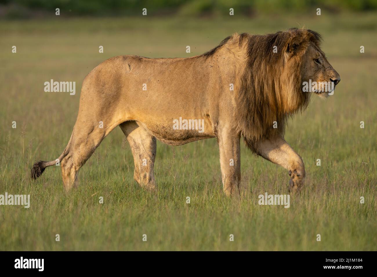 Lion of Tanzania Stock Photo - Alamy