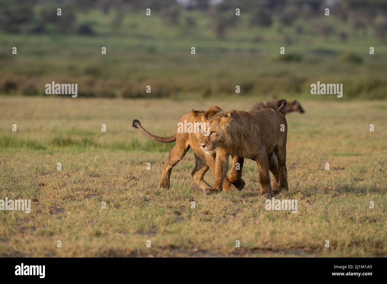 Lion of Tanzania Stock Photo - Alamy