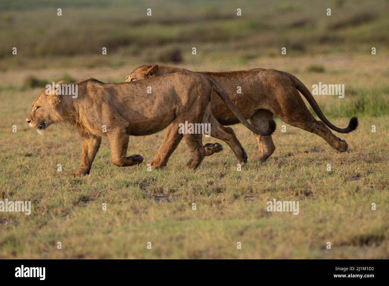 Lion of Tanzania Stock Photo - Alamy