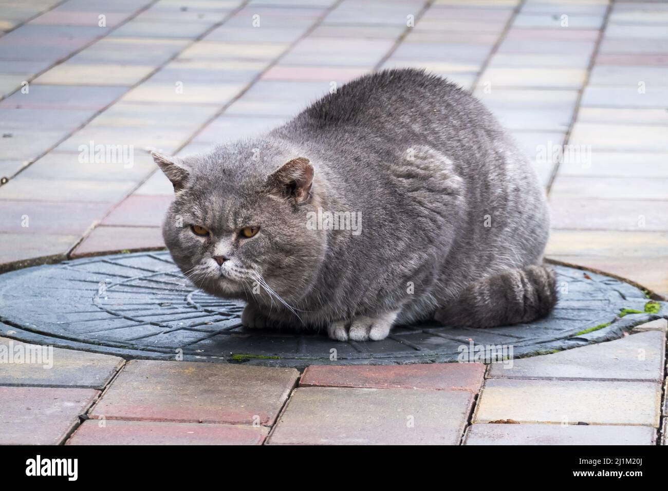 Fat homeless cat with gray fur warming on manhole lid on paved city ...