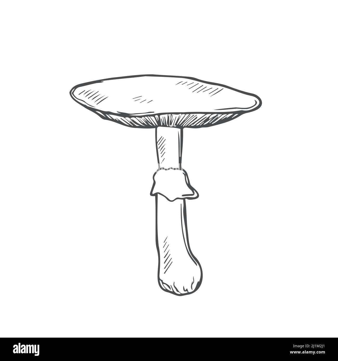 Doodle Wild Agaricus Mushroom. Sketch Hand Drawn Design Vector Stock ...