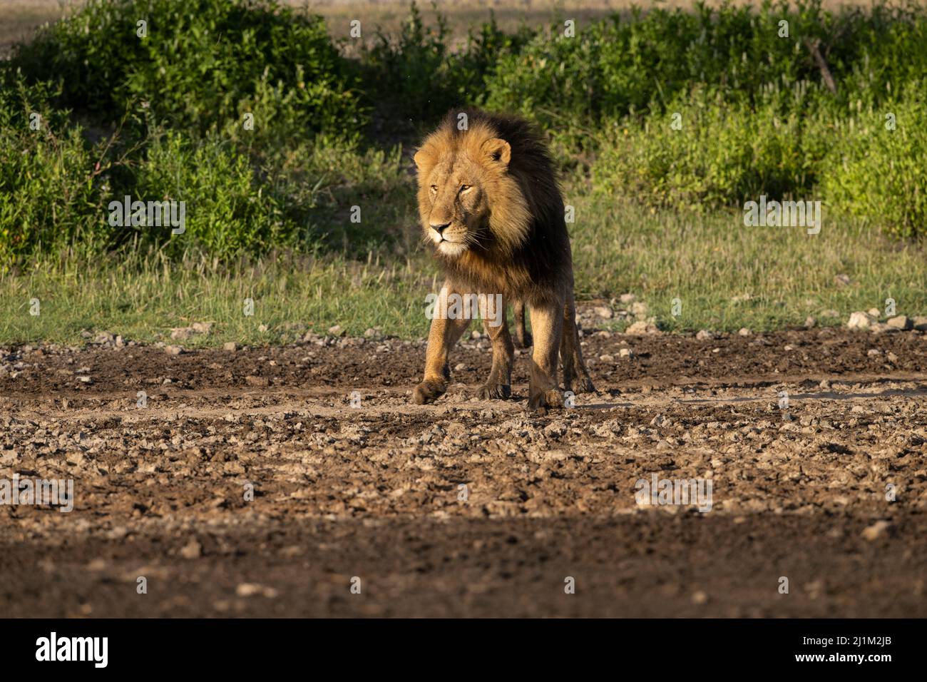 Lion of Tanzania Stock Photo - Alamy