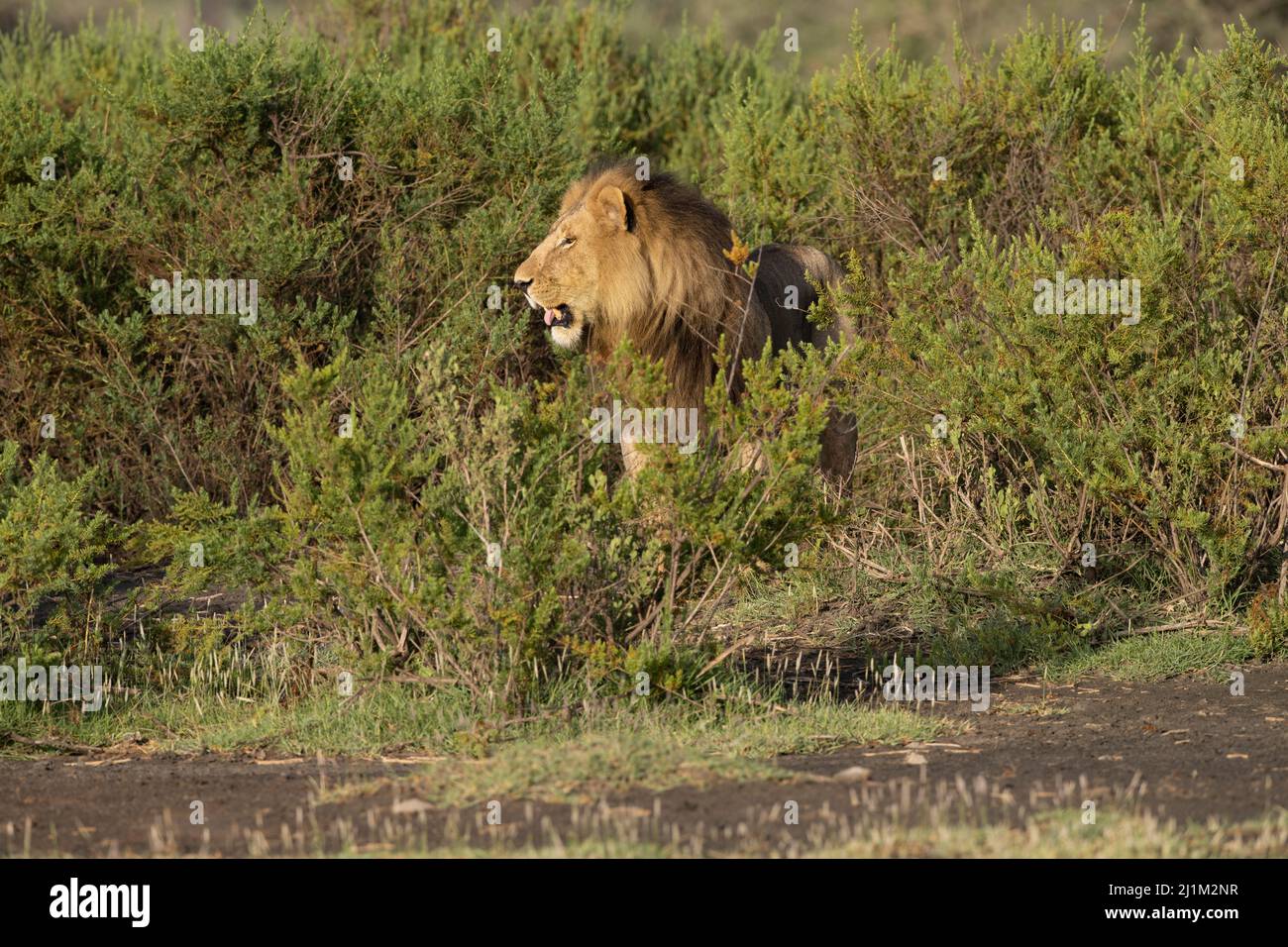 Lion of Tanzania Stock Photo - Alamy