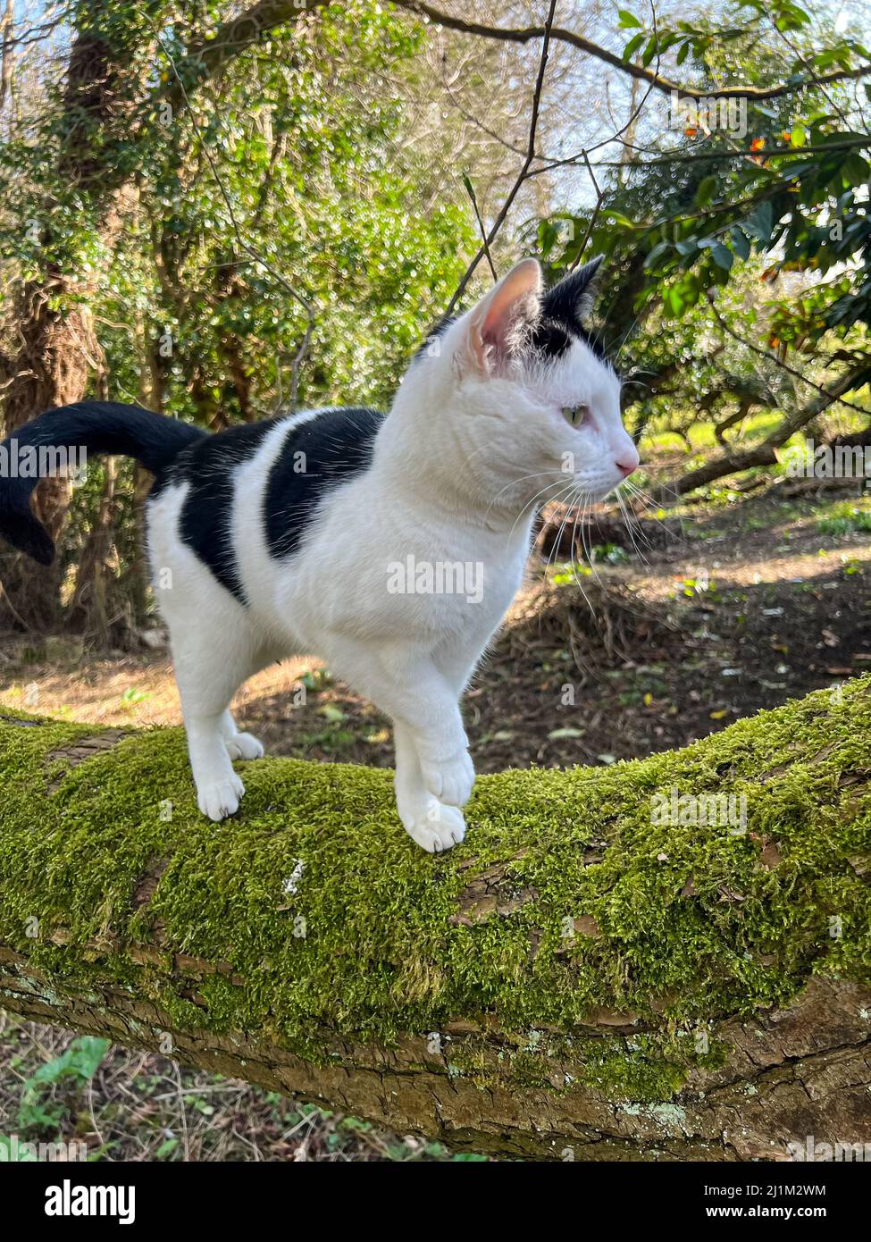 close up of a black and white cat staring walking along a green lichen ...