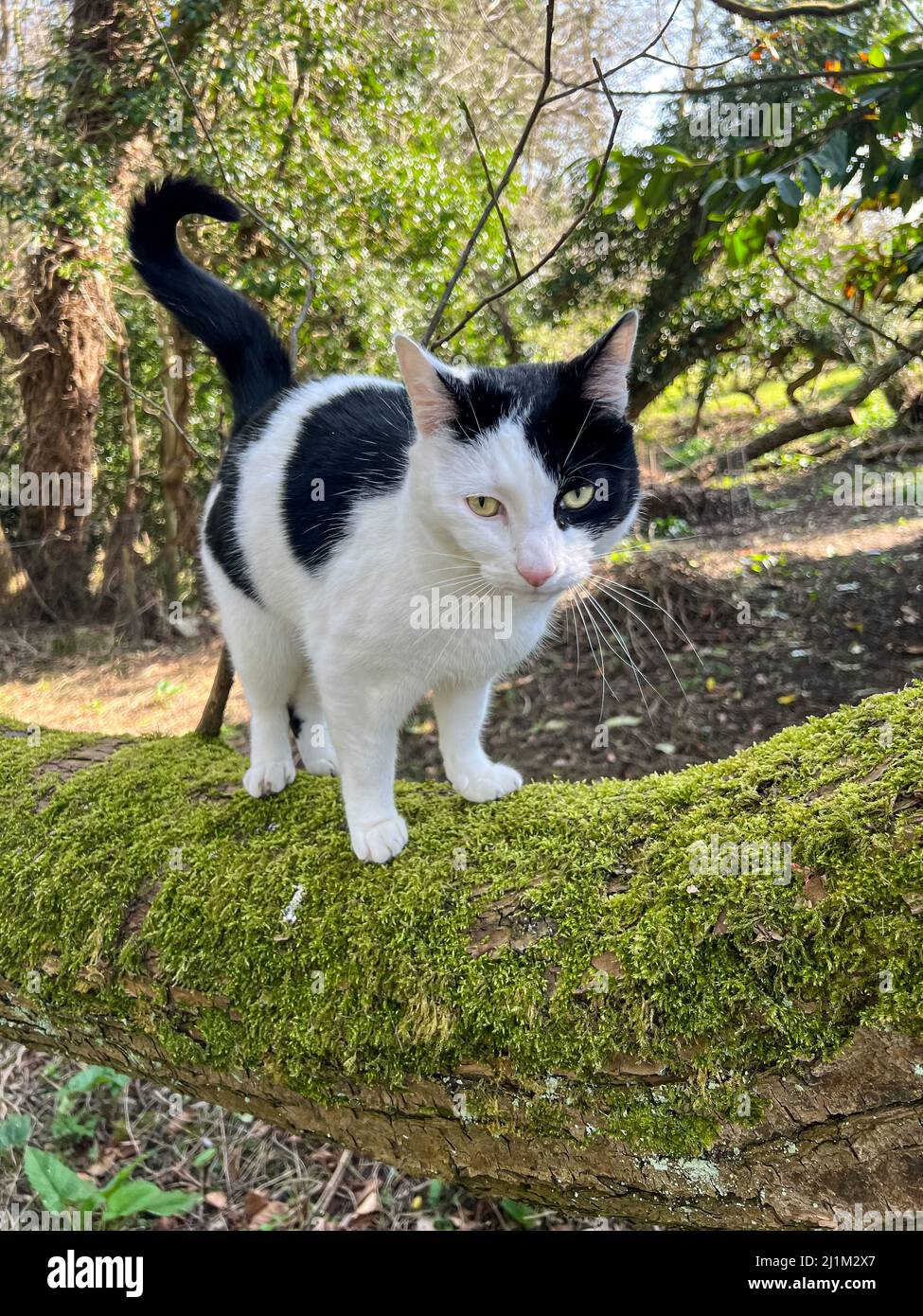 close up of a black and white cat staring walking along a green lichen ...