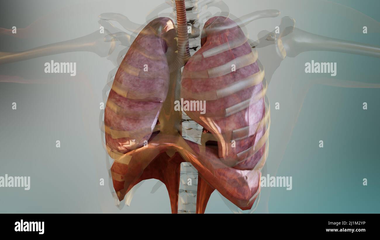 Respiratory System Animation