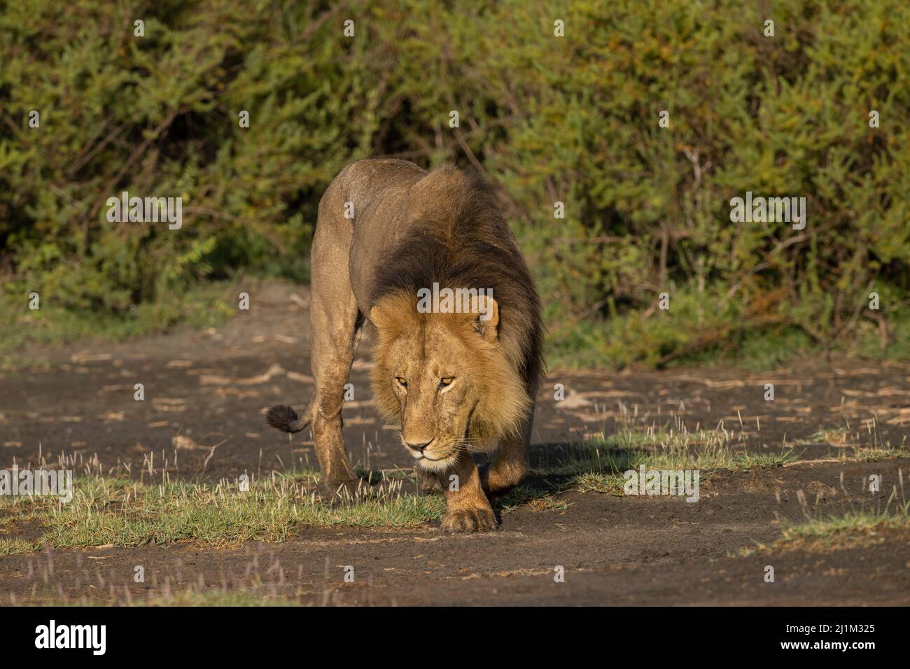 Lion of Tanzania Stock Photo - Alamy