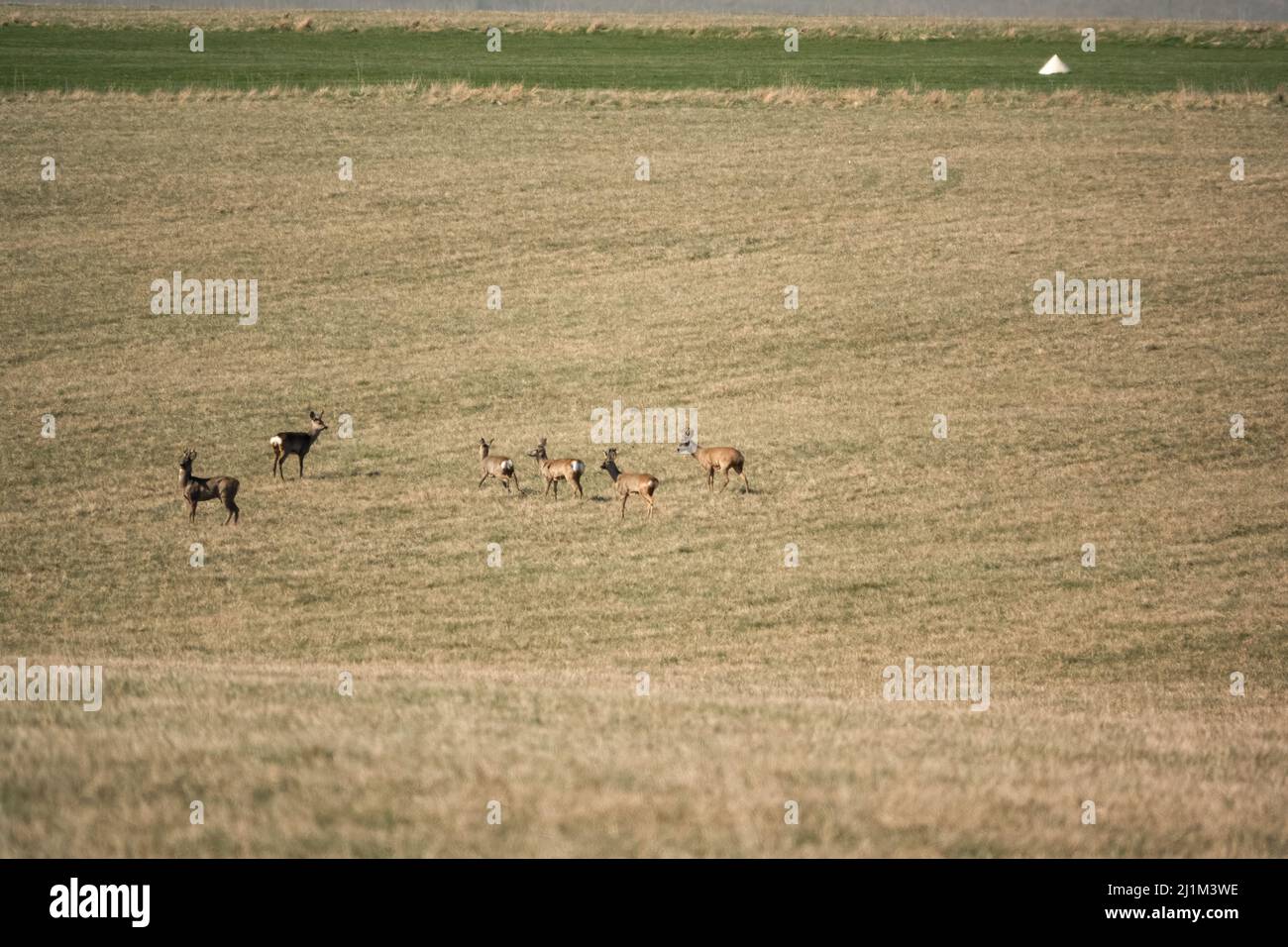 wild roe deer (Capreolus capreolus) in a spring grass meadow Stock ...