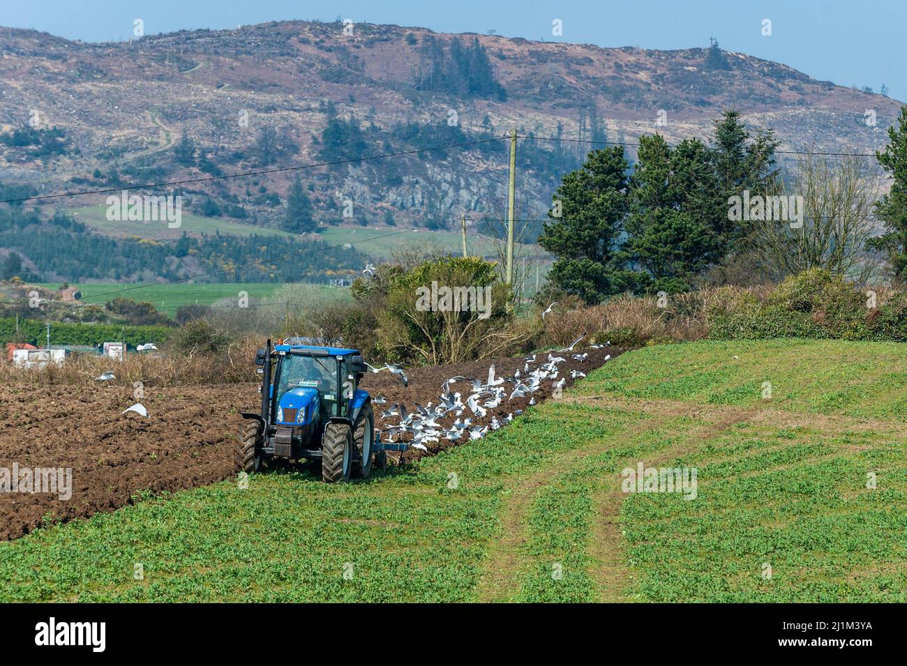 Reenascreena, West Cork, Ireland. 26th Mar, 2022. Reenascreena based ...