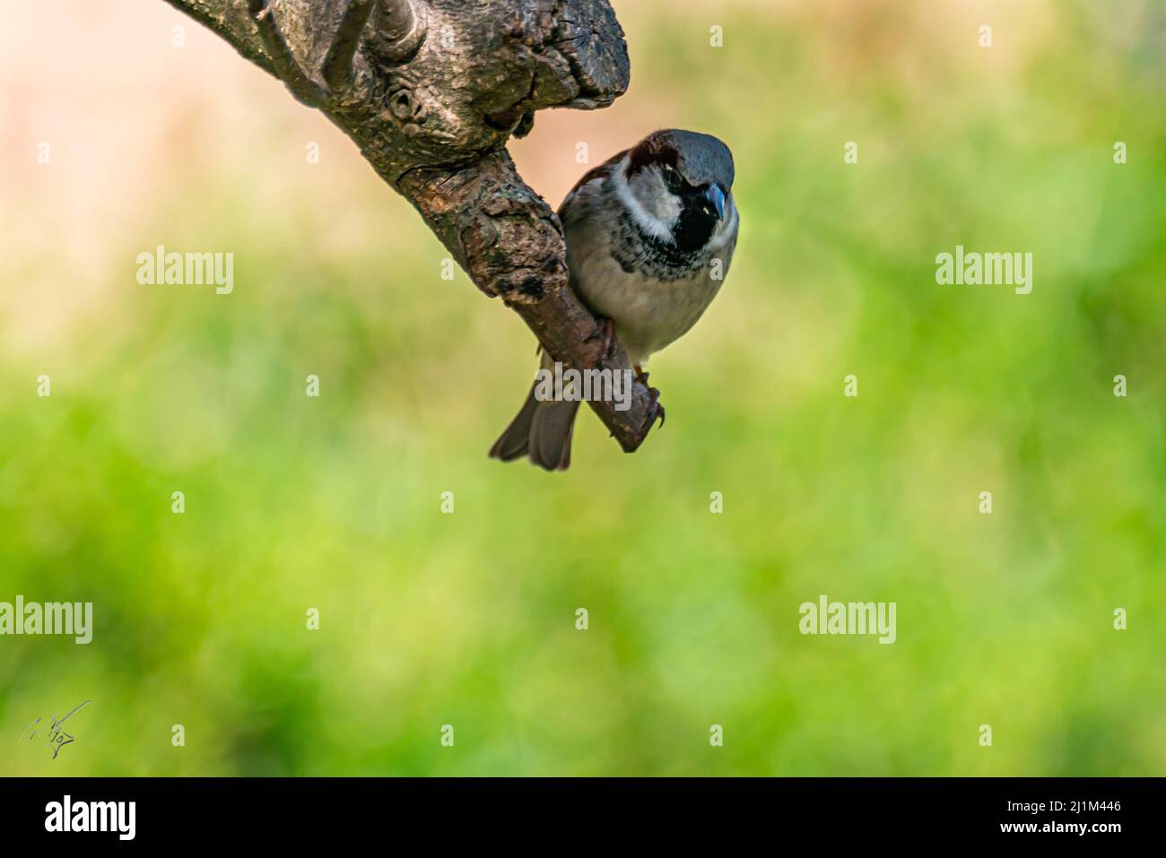 House sparrow in garden Stock Photo - Alamy