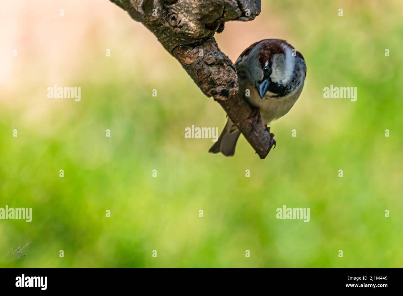 House sparrow in garden Stock Photo - Alamy