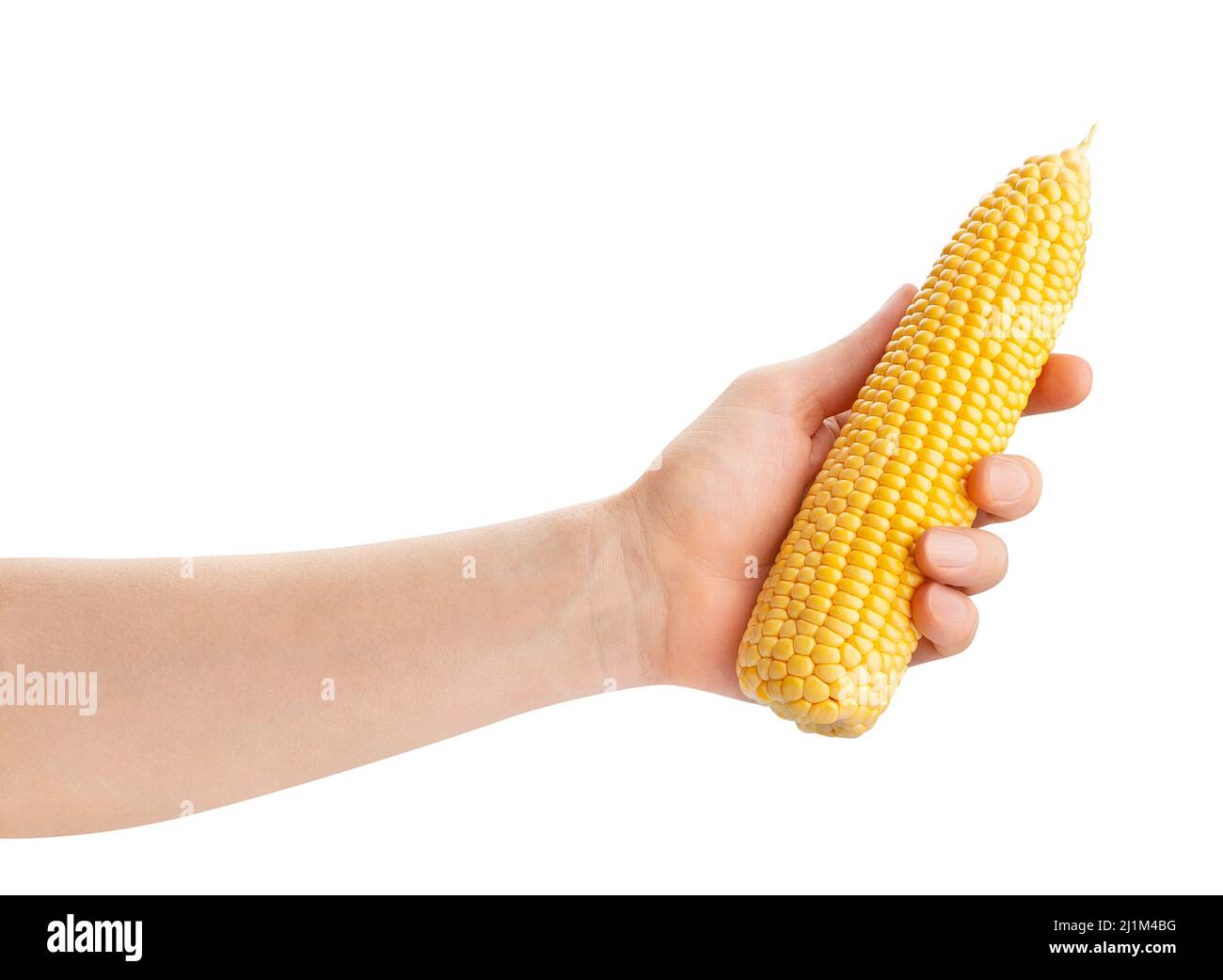 corn in hand path isolated on white Stock Photo - Alamy