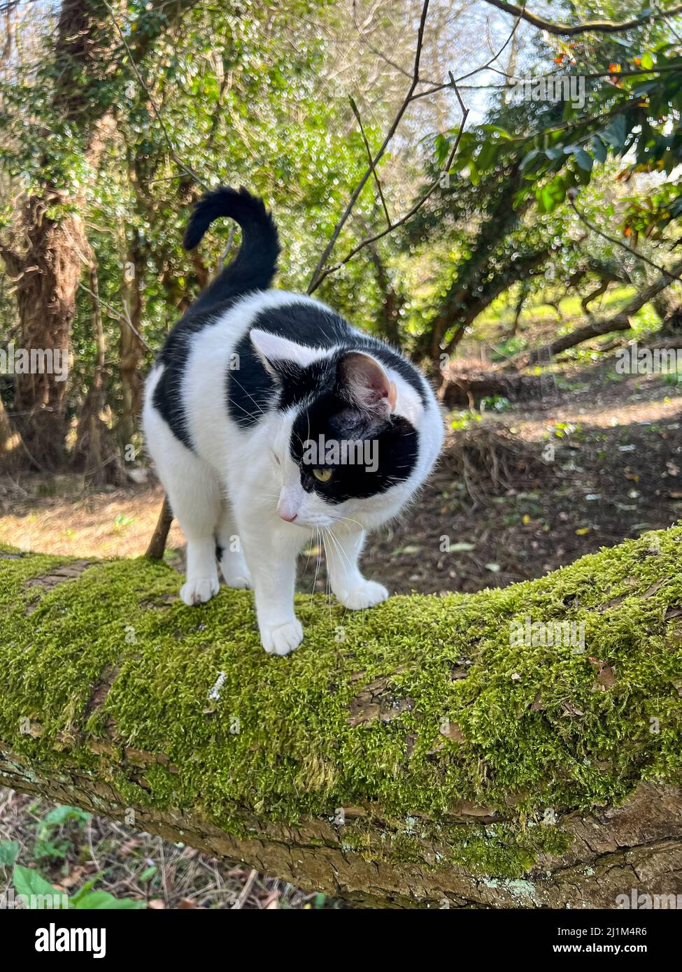 White lynx cat hi-res stock photography and images - Alamy