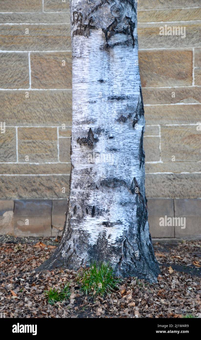 SIngle silver birch tree trunk looks like a sculpture in front of a ...