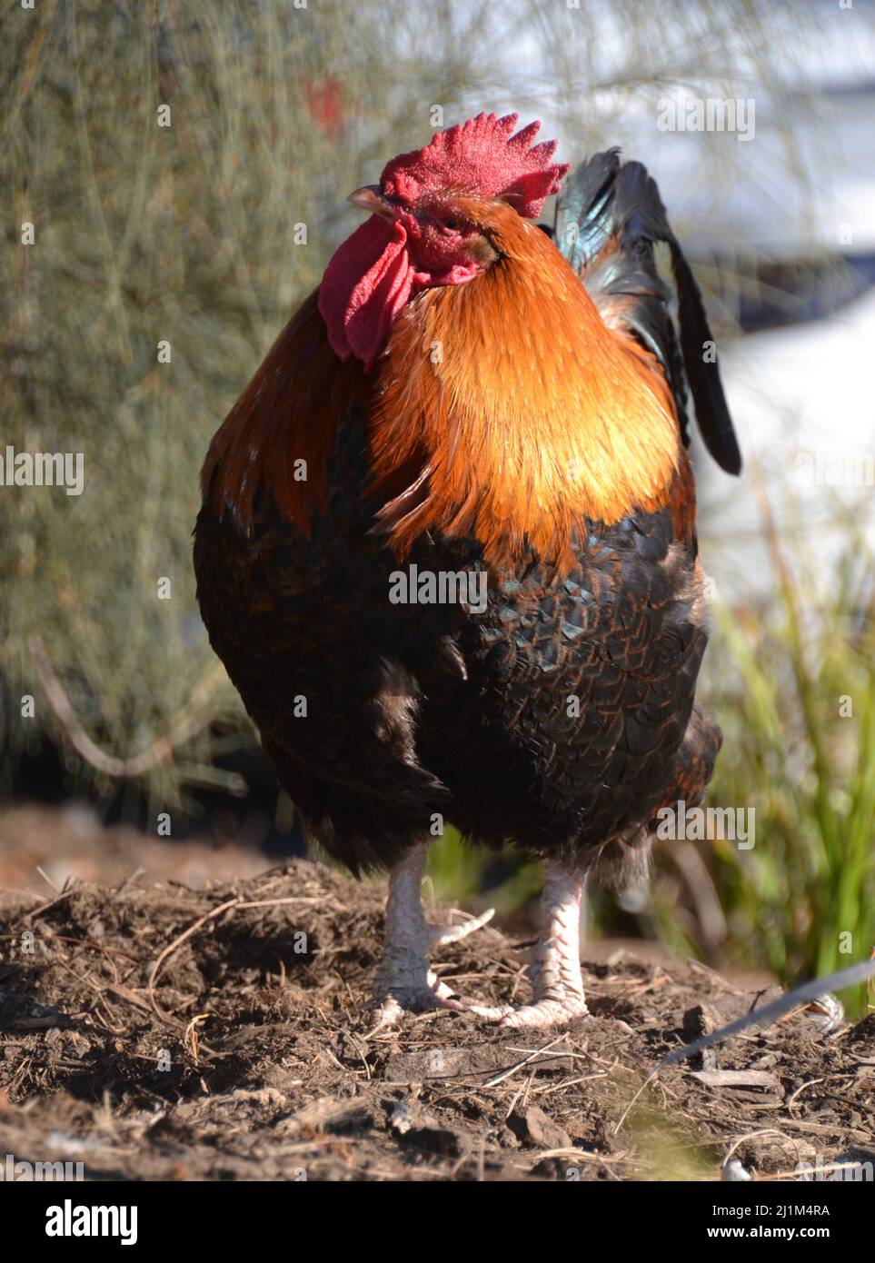 Magnificent large and fat rooster with red comb on his head and silky ...
