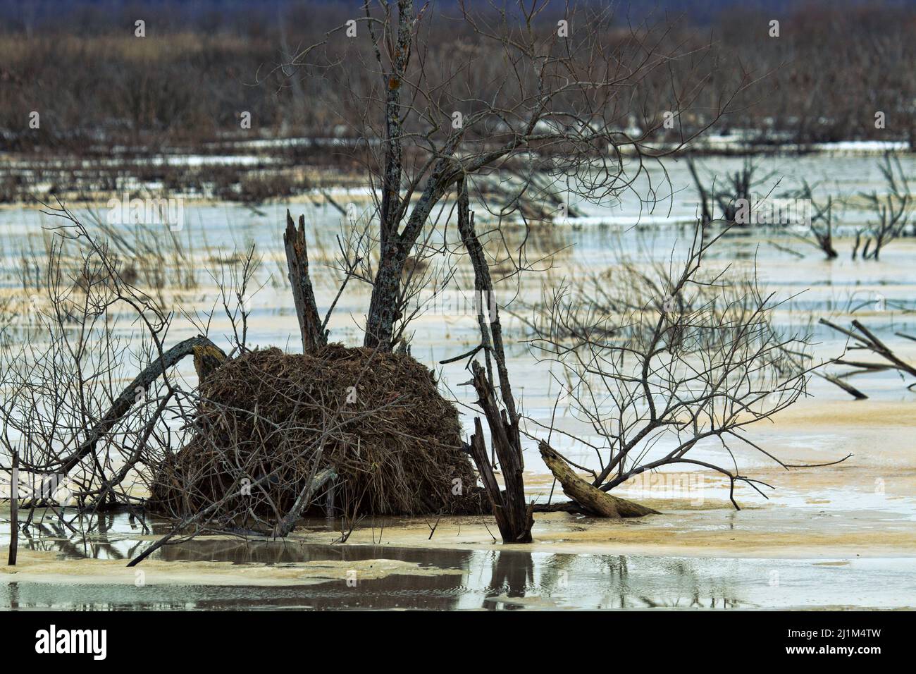 Muskrat House. This cunning north animal built lodge in the base of a ...