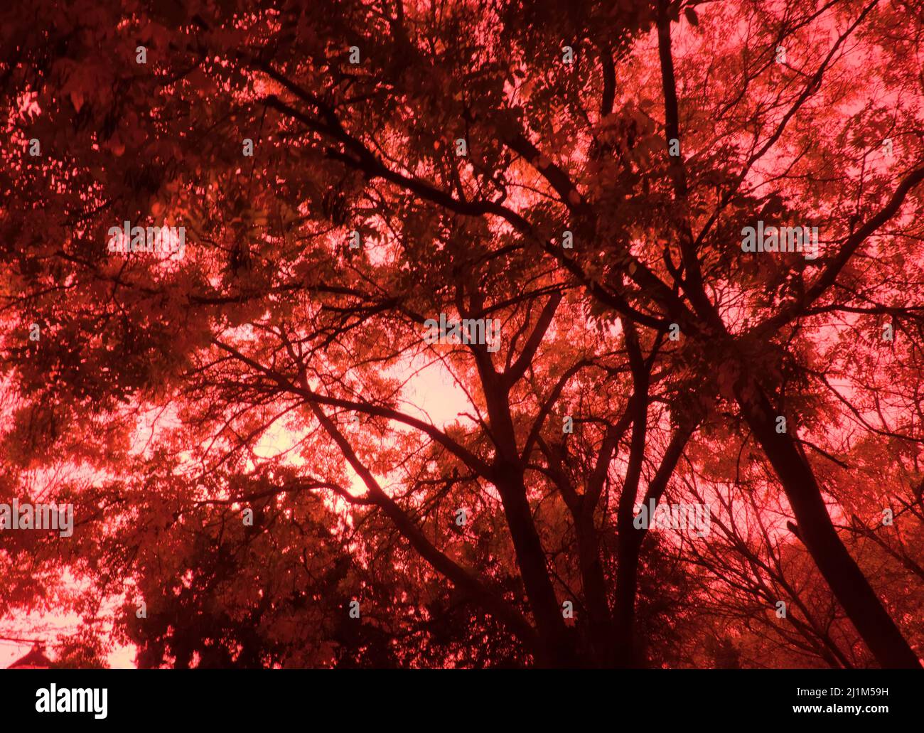 Trees of an autumn park in the south of Europe. Surrealistic art ...