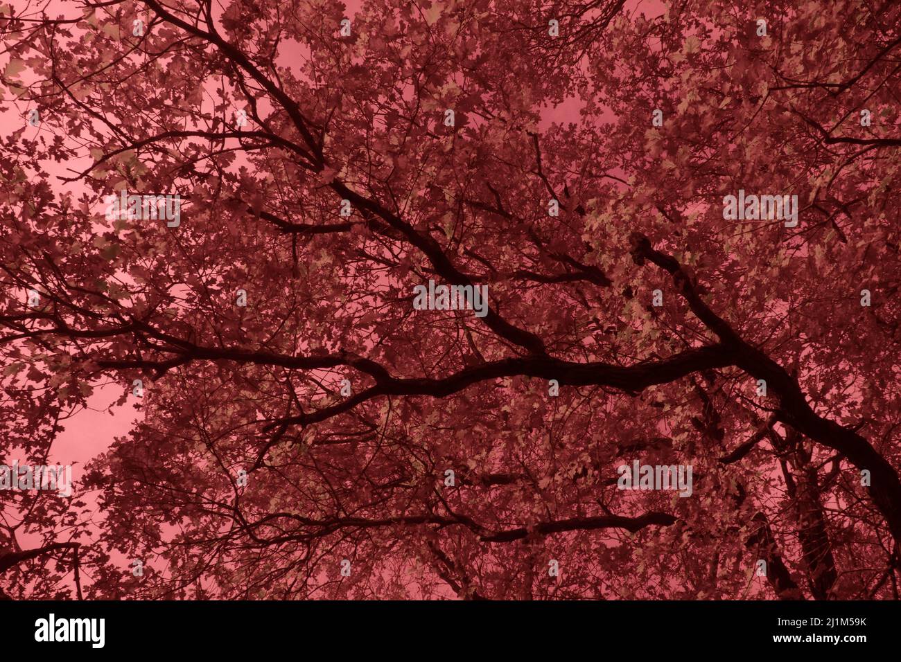 Trees of an autumn park in the south of Europe. Surrealistic art ...