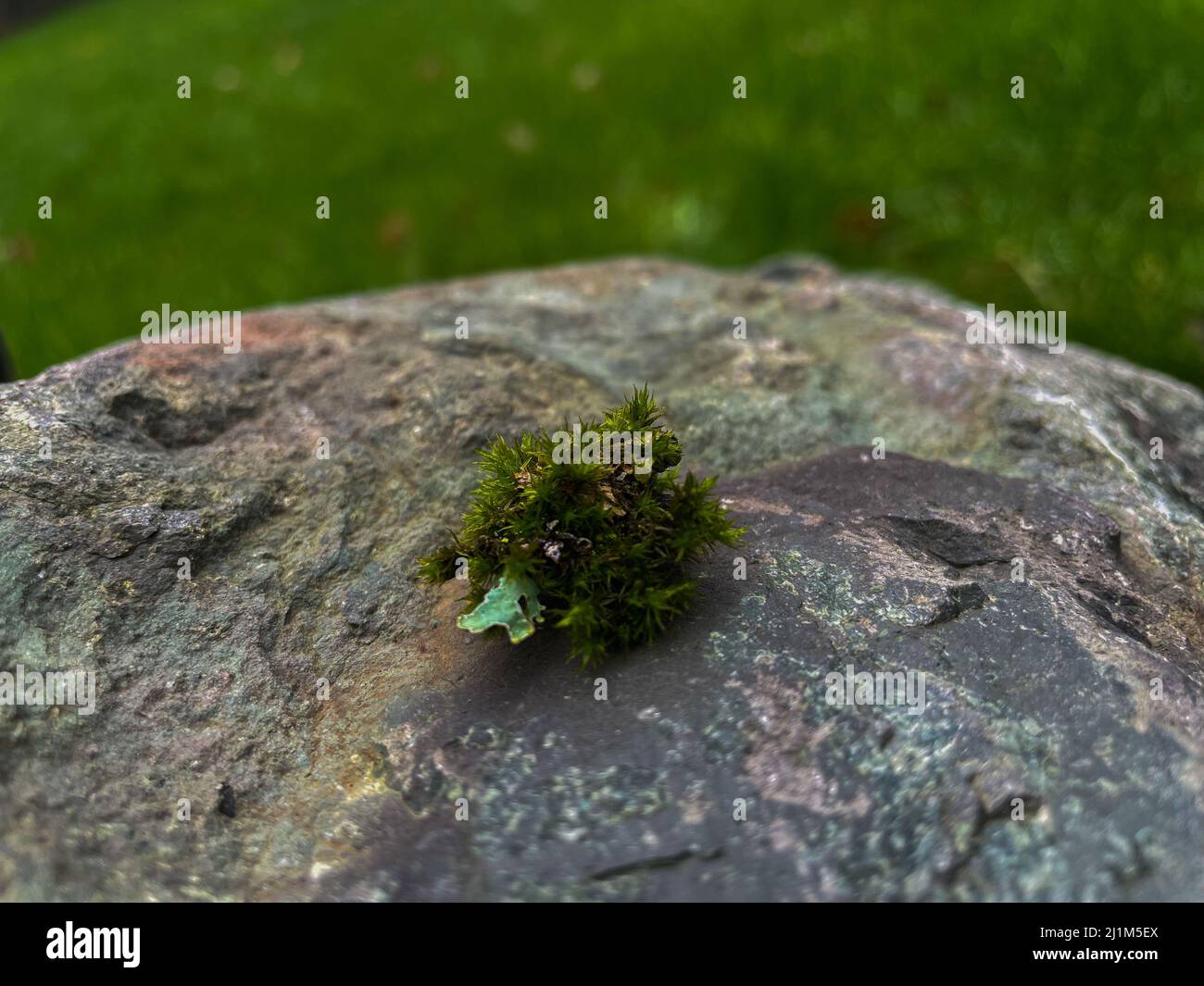 Moss on rock in front of grassy background. The rock is multi-colored ...