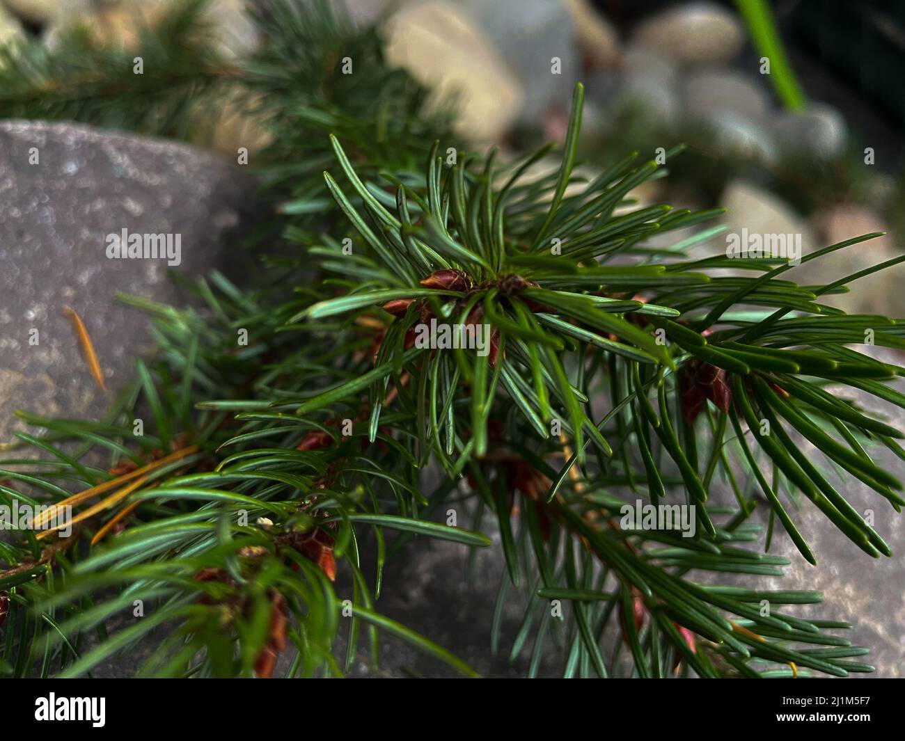 Green branches from evergreen tree fallen and resting on rock outside ...