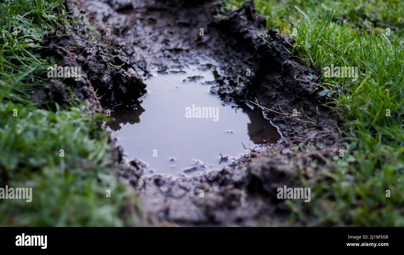 Green grass surrounding muddy car tire print. Puddle is full of water ...