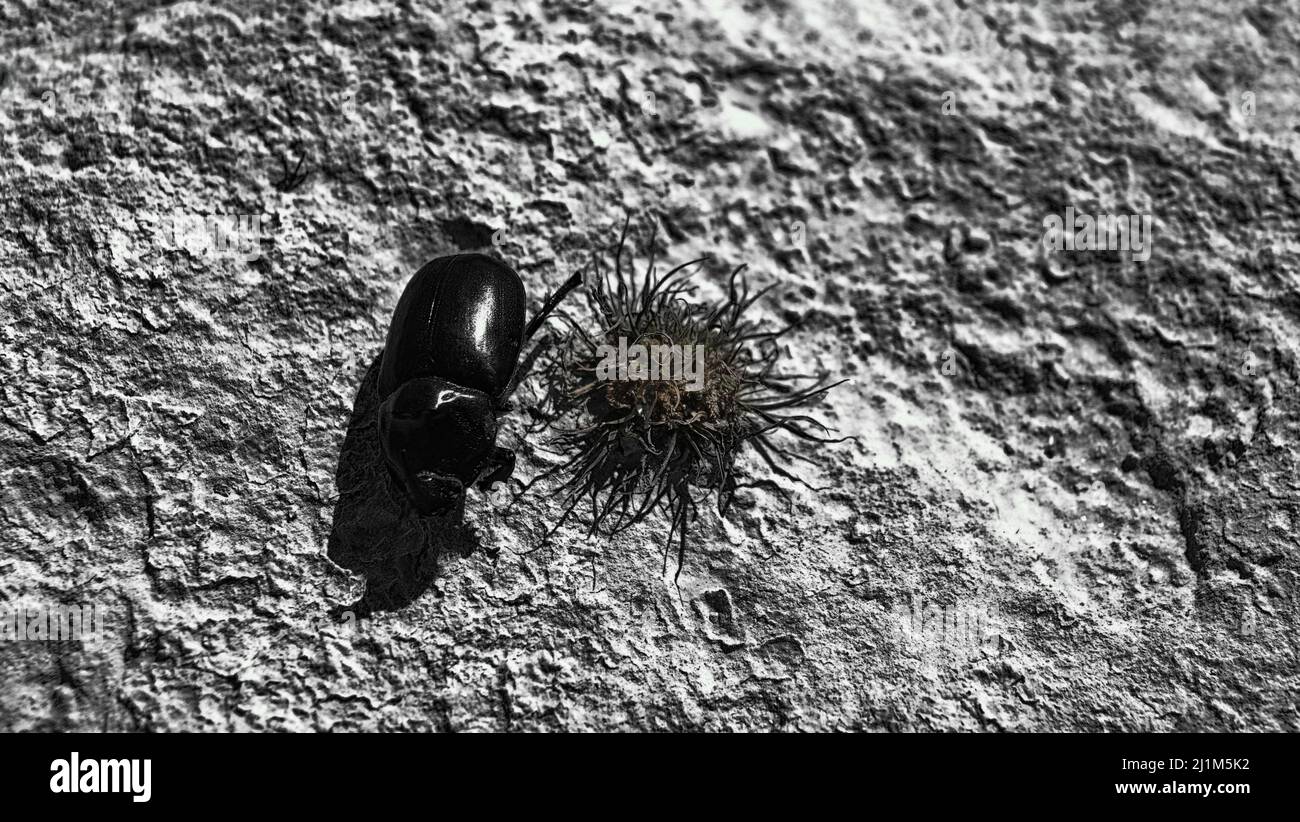 Dead insects. Rhinoceros beetle died in a dry place. Big bug Stock ...