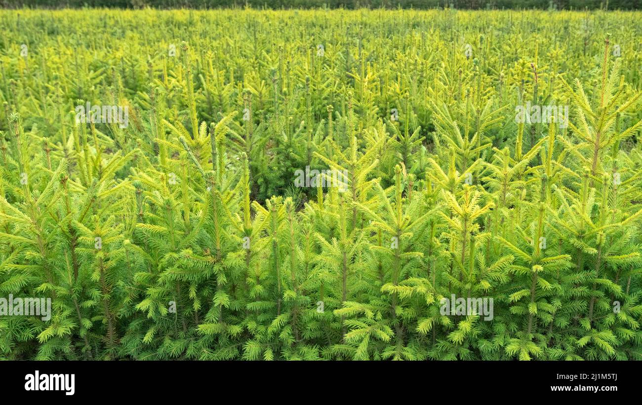 Forest nursery for growing spruce seedlings. Eastern Europe forestry ...