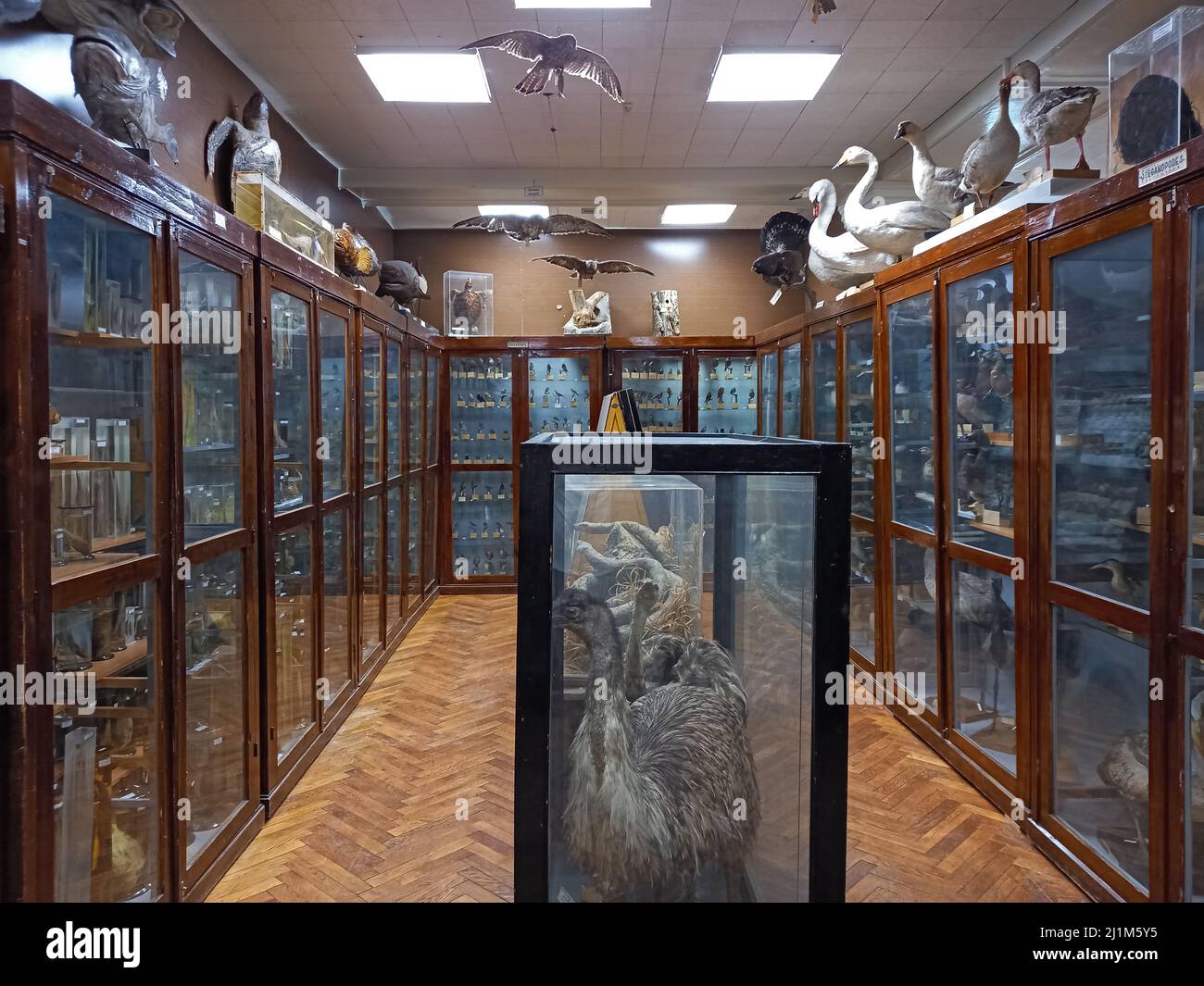 Zoological museum, taxidermy. stuffed birds and animals from natural ...