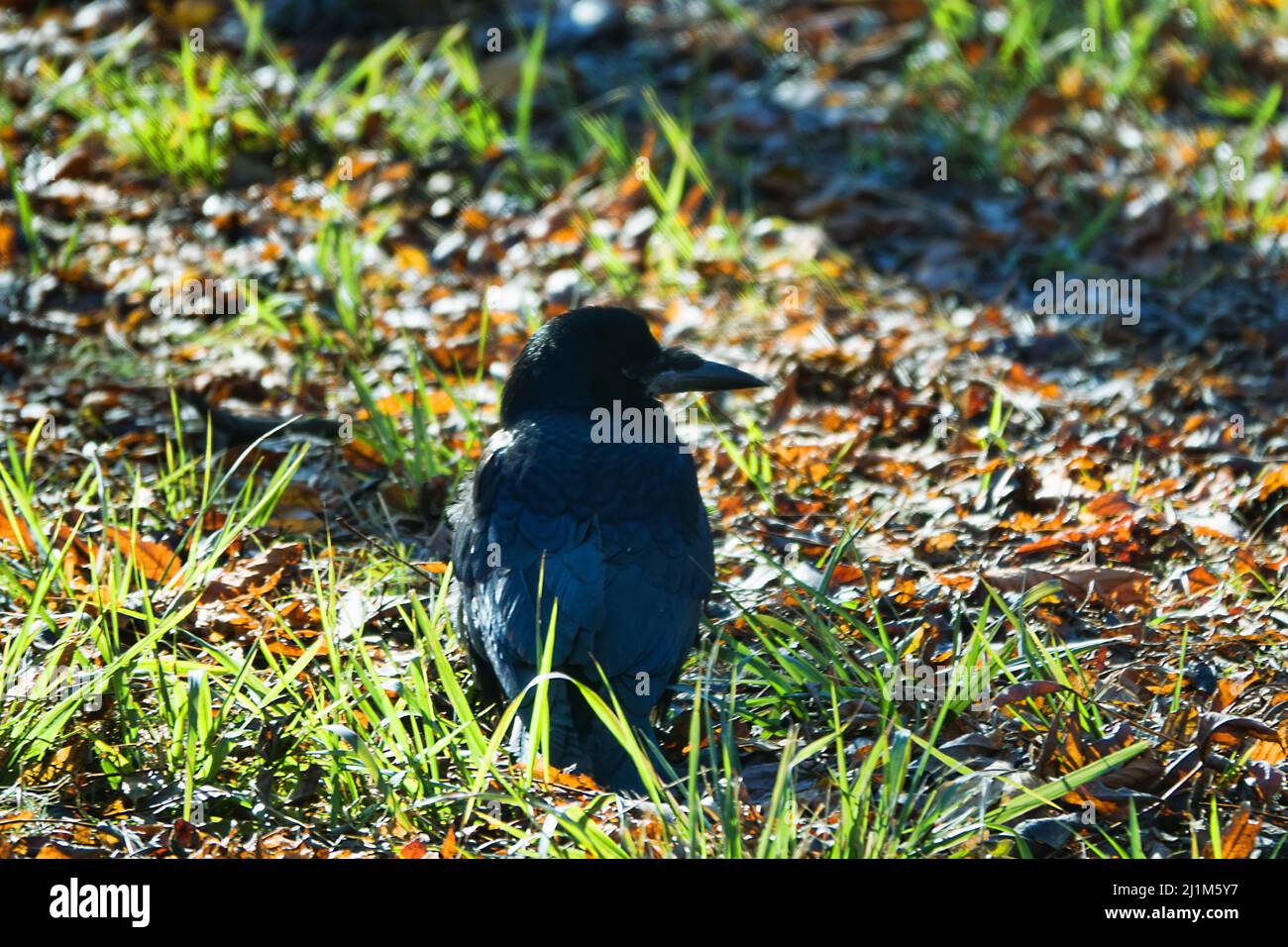 Eurasian rooks hi-res stock photography and images - Alamy