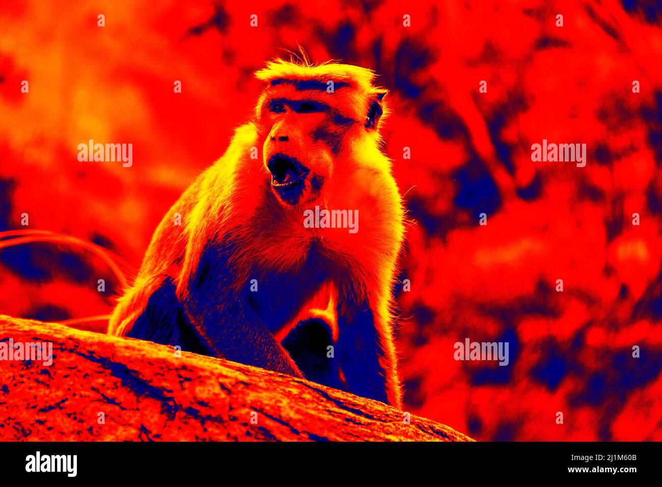 Monkey in scientific high-tech thermal imager on night background Stock ...