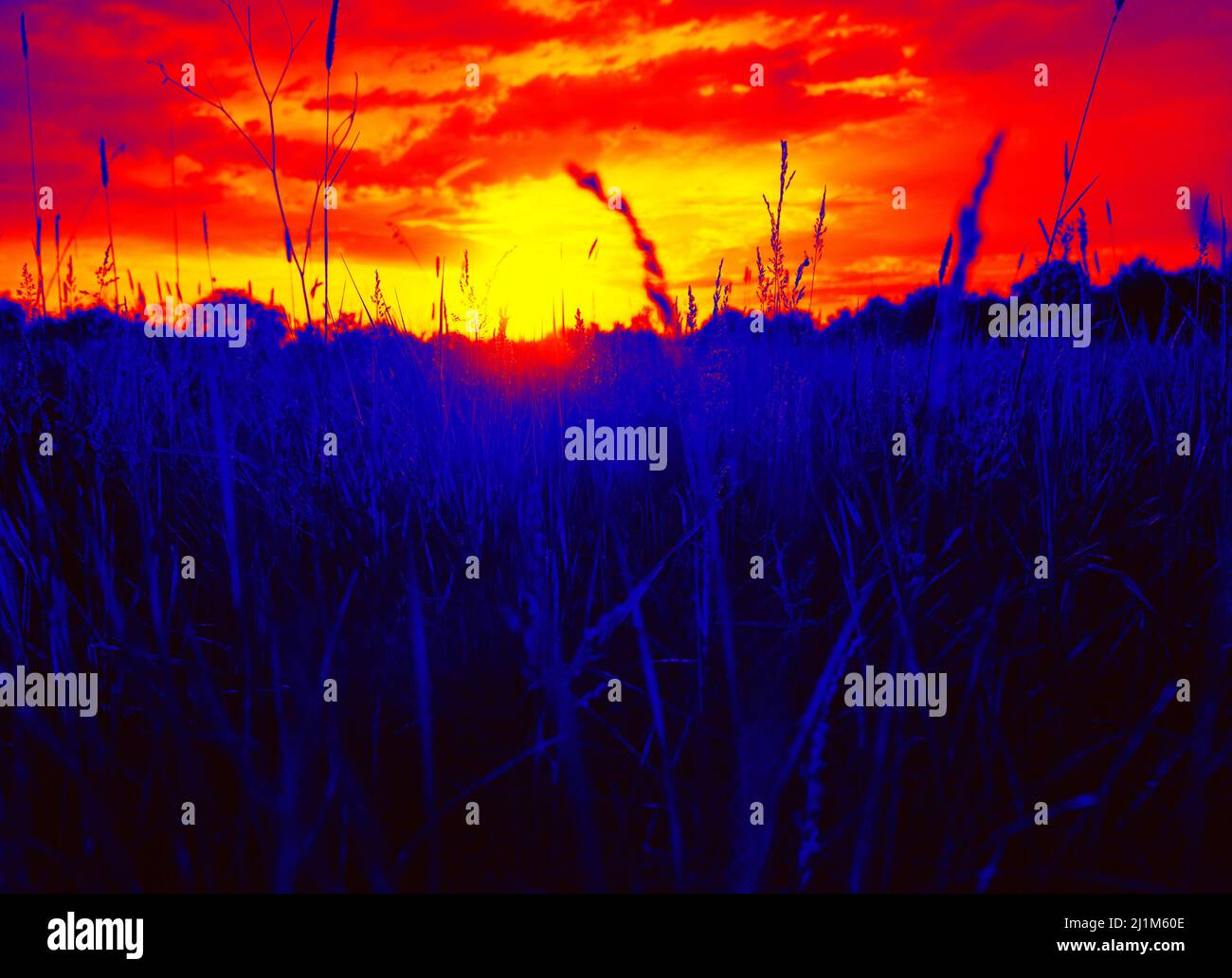 Prairie at sunset/sunrise. Herbage and bush on the background of the ...