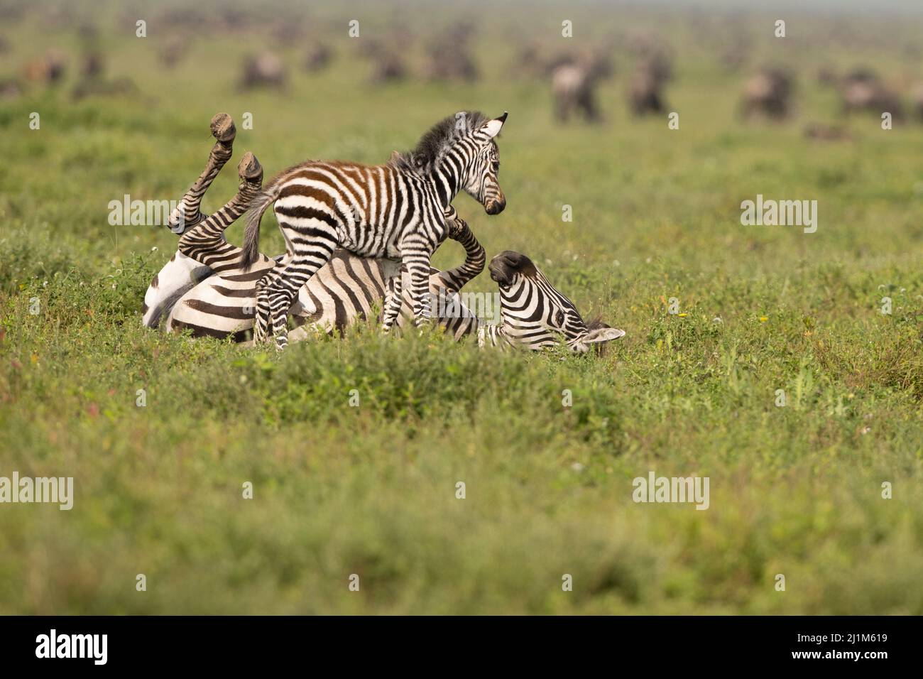 Zebra rolling hi-res stock photography and images - Alamy