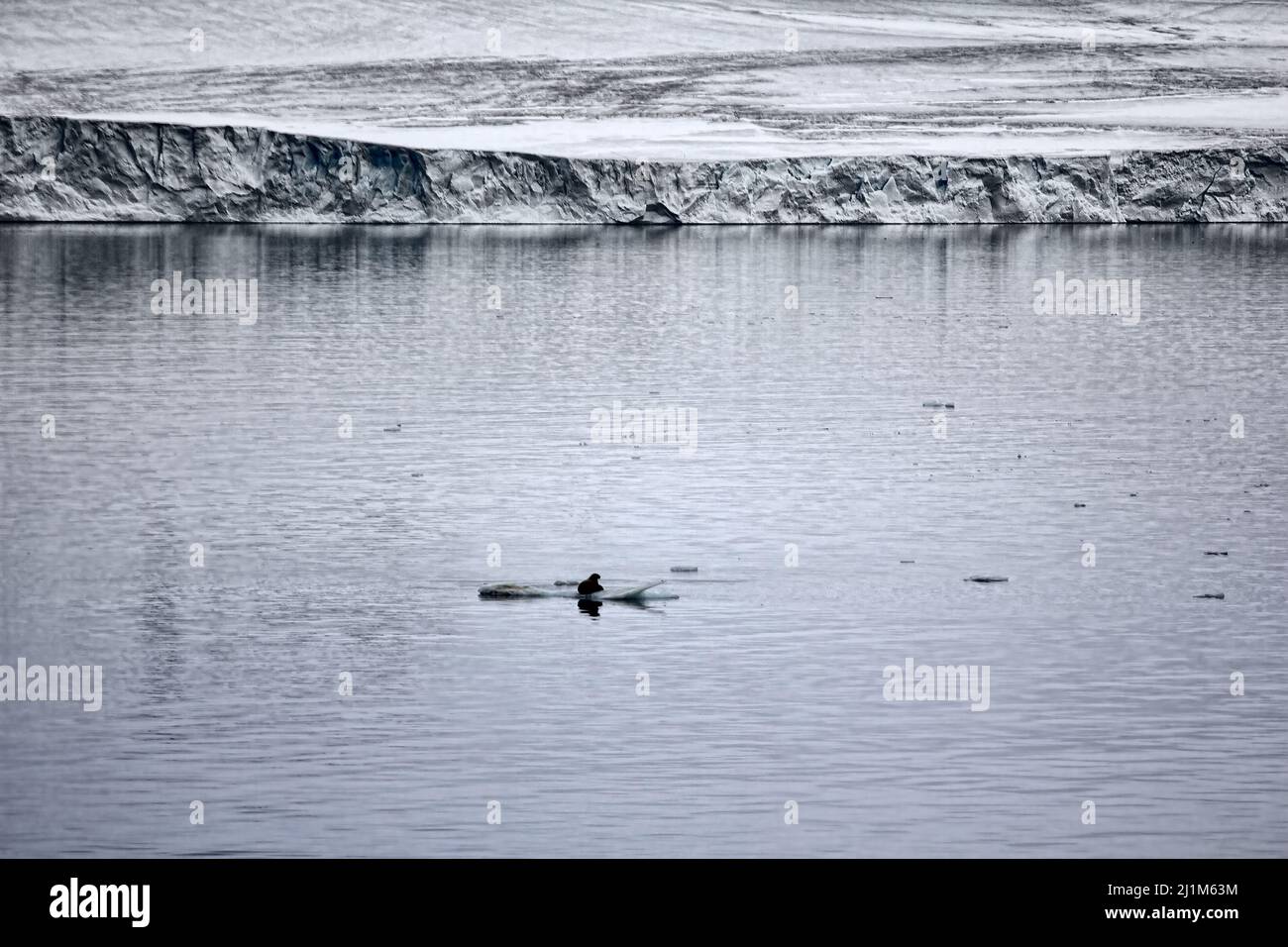 Glacier, Ice front and walruse on a small ice floe Stock Photo - Alamy