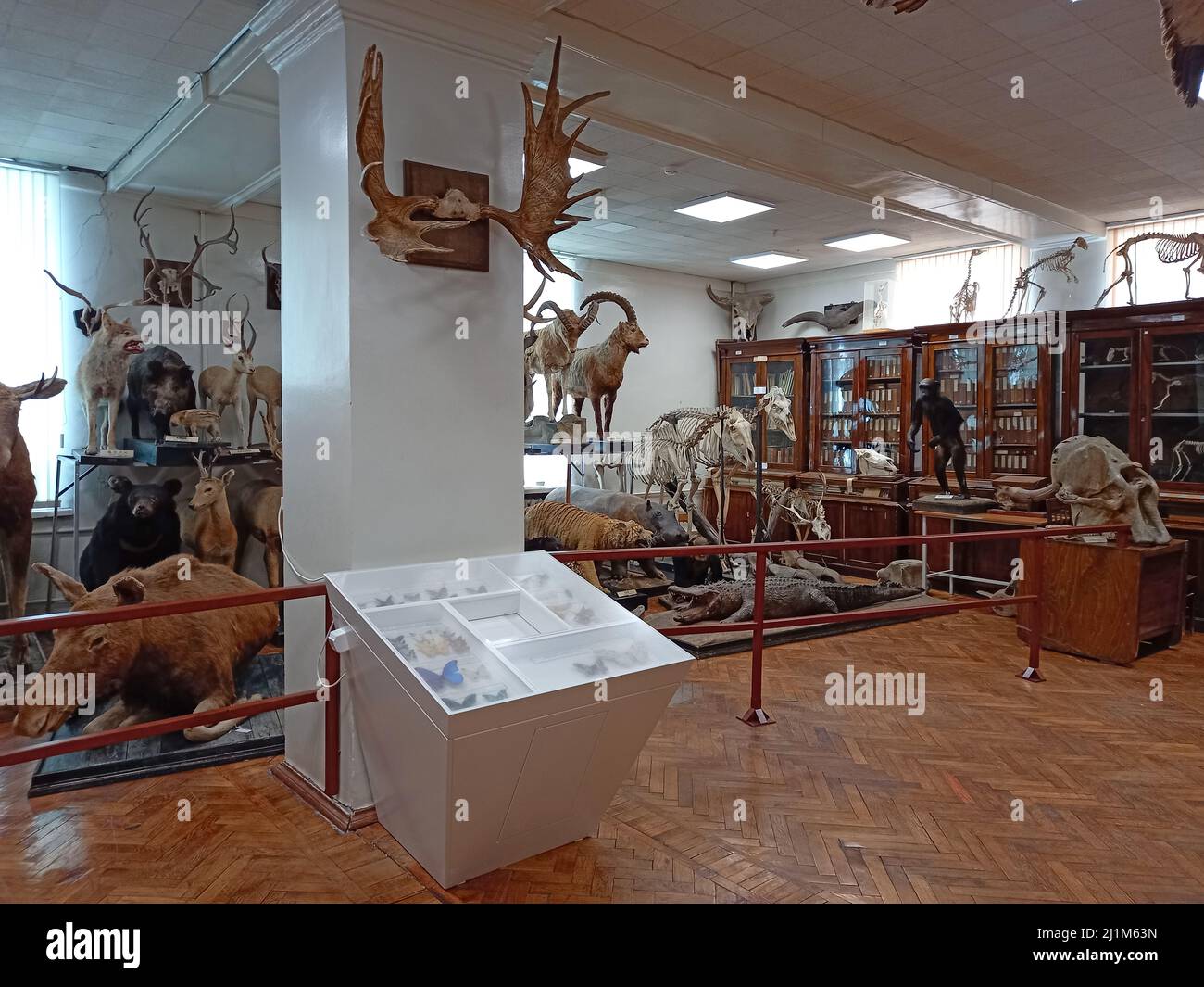 Zoological museum, taxidermy. stuffed birds and animals from natural ...