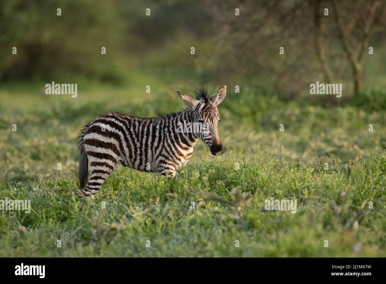 Baby Zebra, Tanzania Stock Photo - Alamy