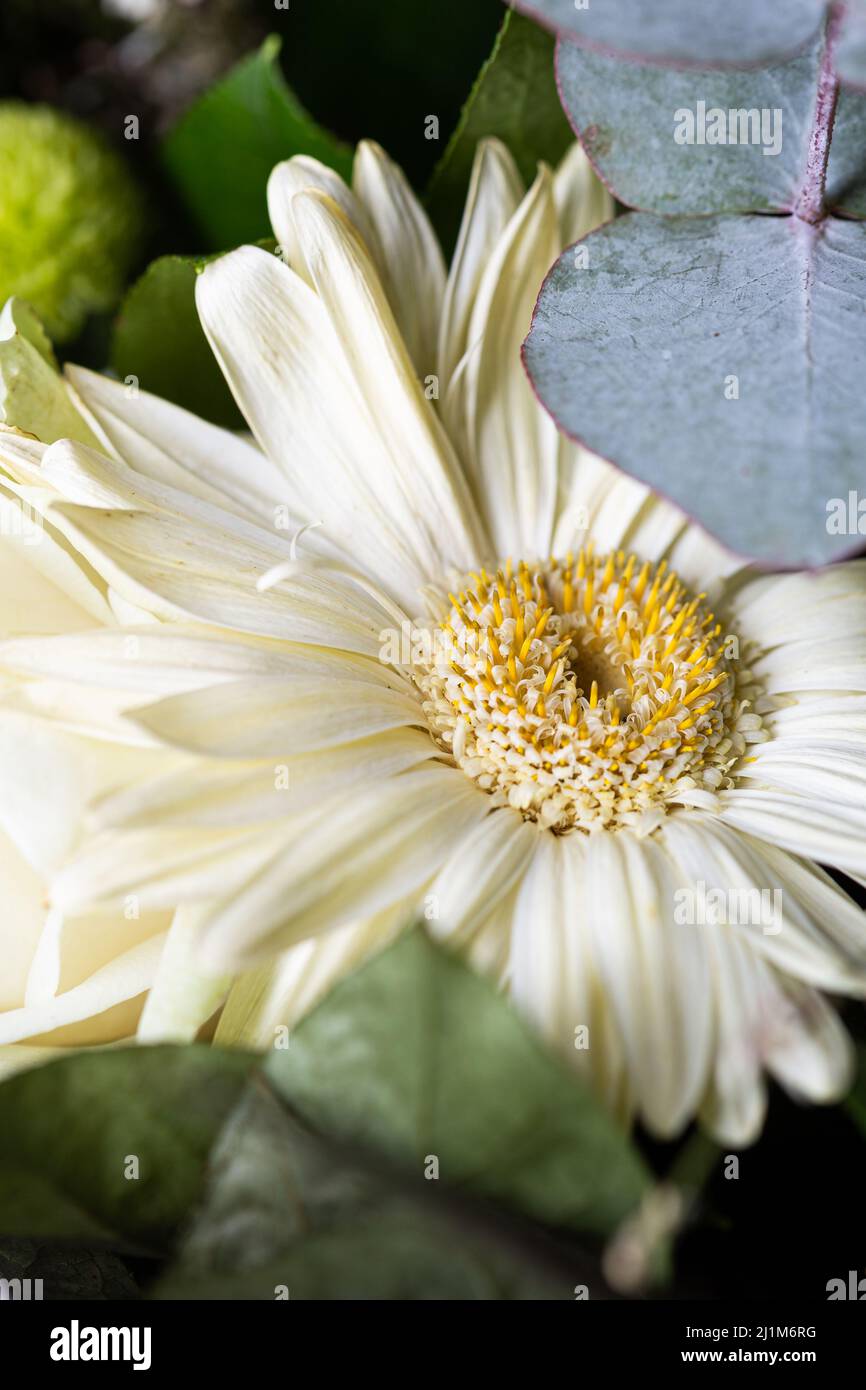 Daisy flower bouquet hi-res stock photography and images - Alamy