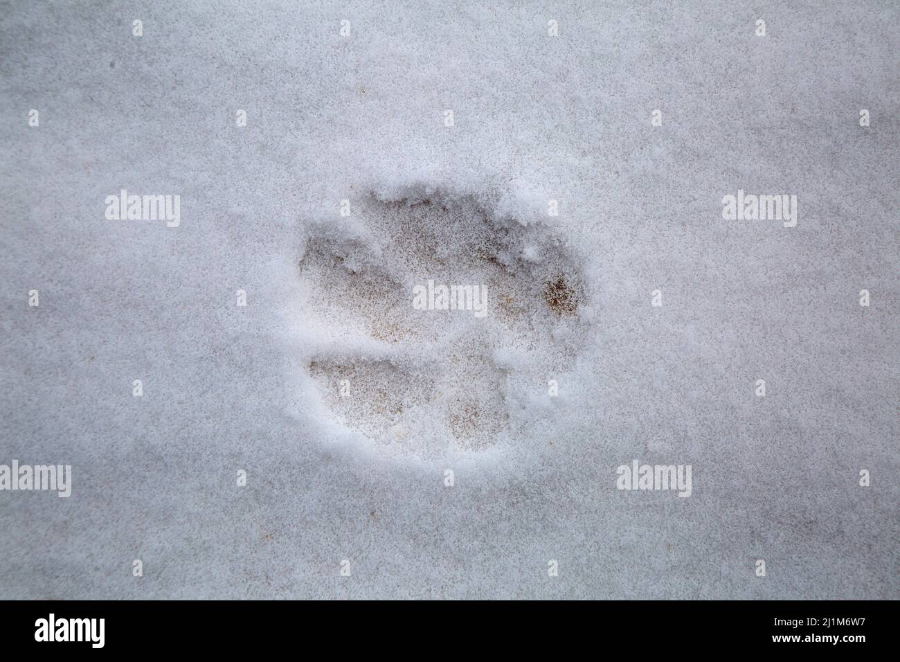 Animal footprint hi-res stock photography and images - Alamy