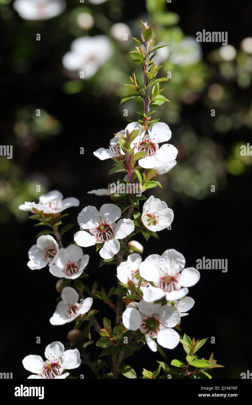 A vertical shot of a manuka plant branch in the blurry background Stock ...