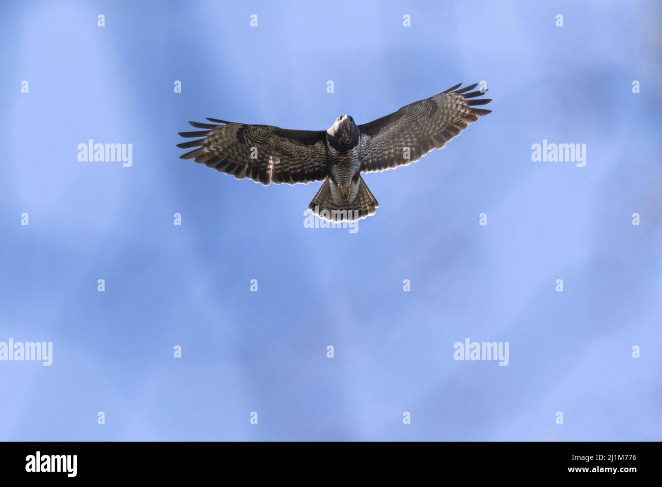 Bottom falcon hi-res stock photography and images - Alamy