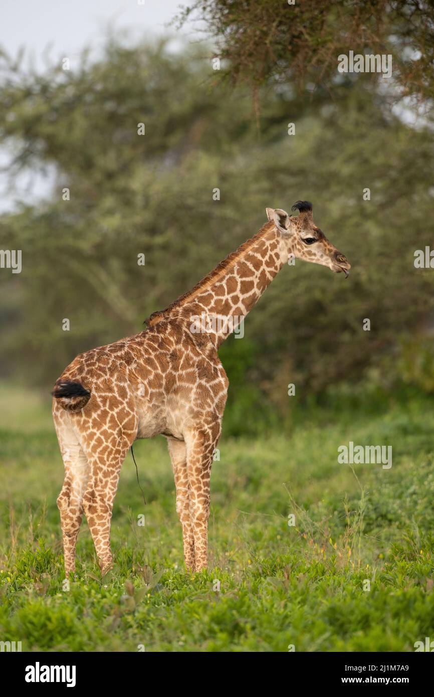 Giraffe Calf, Tanzania Stock Photo - Alamy