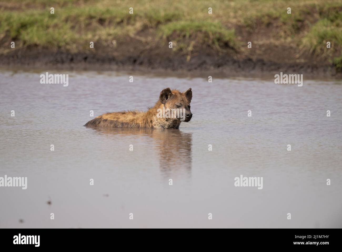 Hyenas in water hi-res stock photography and images - Alamy
