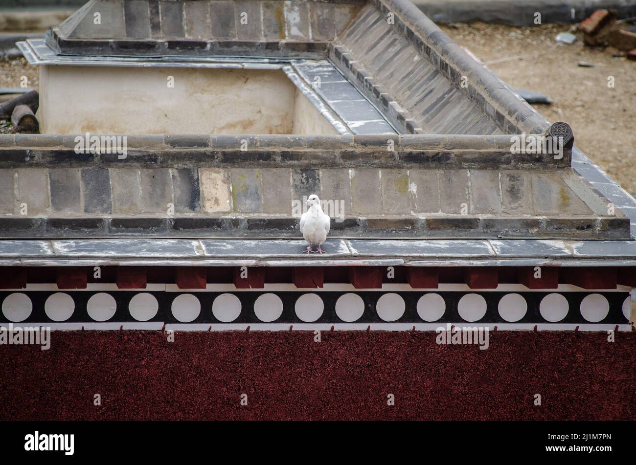 Homing pigeon in flight hi-res stock photography and images - Alamy