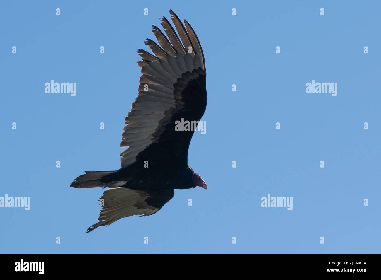 Turkey vulture red bald head hi-res stock photography and images - Alamy