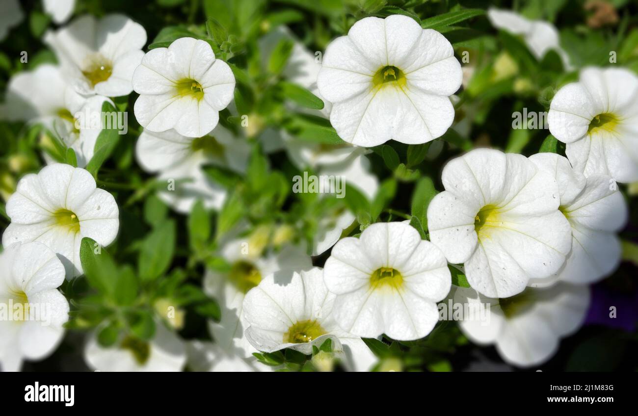 Beautiful white petunia blooming at the garden. Petunia is genus of 20 ...